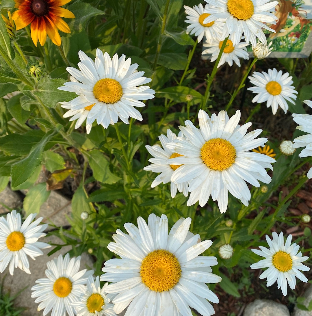 Shasta Daisy Seed Pack 100 Count - Etsy