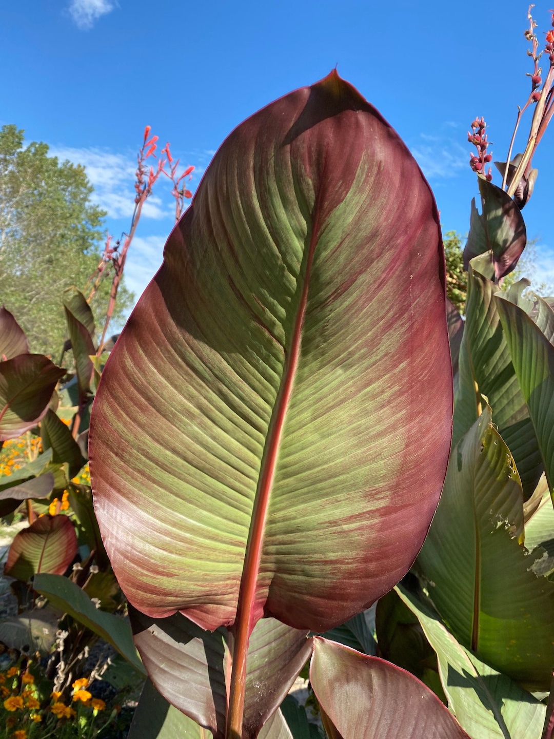 Giant Canna Lily Live Plant, Starter Plant - Etsy