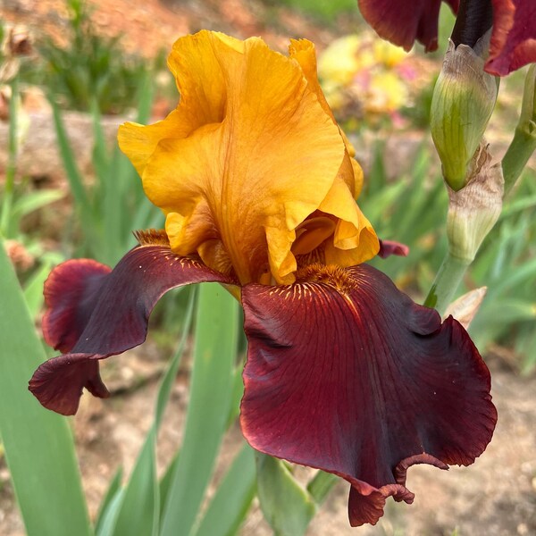 Iris Garden - Etsy