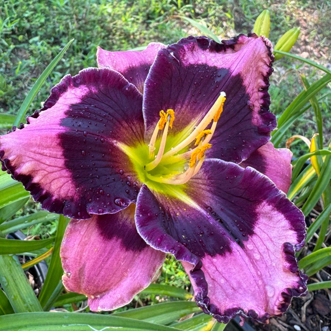 Ground Grown Hybrid Daylily Fans Mix | 2, 4, or 8 Plant Packs ...