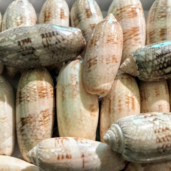 Lettered Olive - Etsy