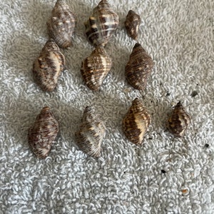 Various Seashells - Etsy