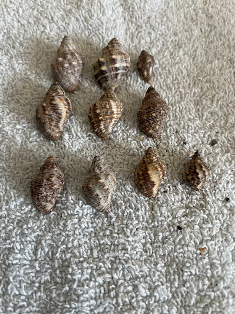 Various Seashells - Etsy