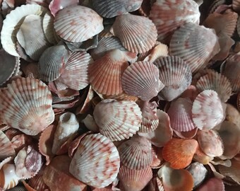Purple Pecten Scallop Shells Seashells Shells Craft - Etsy