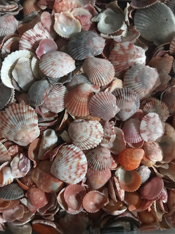 Colorful Scallop Shells | Etsy