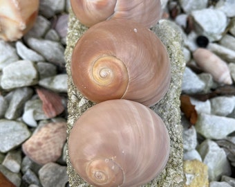 Whale Shark Eye Moon Snail Shell Polinices Didyma11-1/2 5 Shells - Etsy