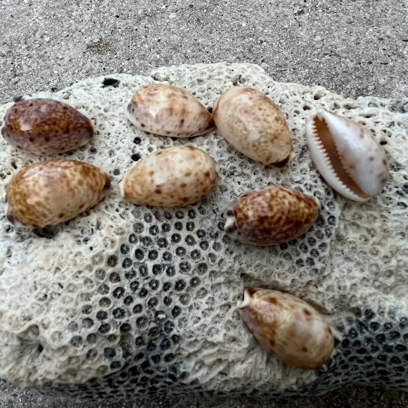 Cowrie Shell Necklace - Etsy