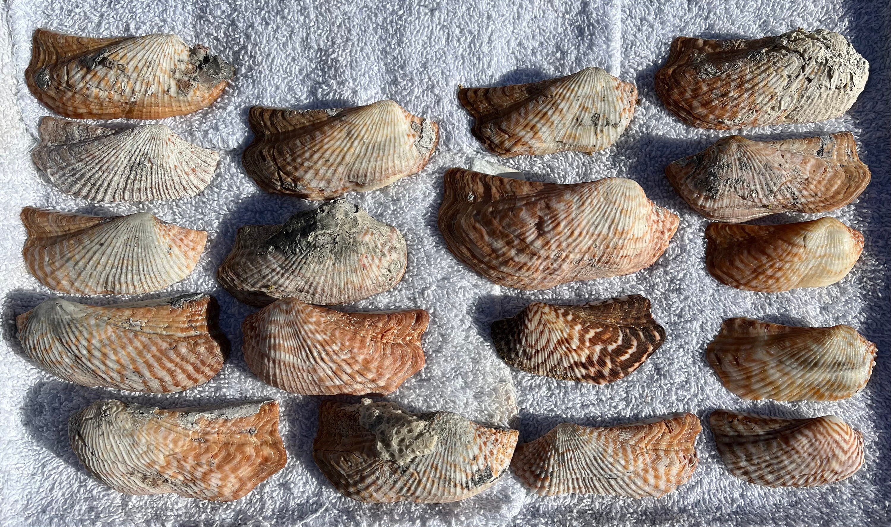 Turkey Wing Shell - Etsy