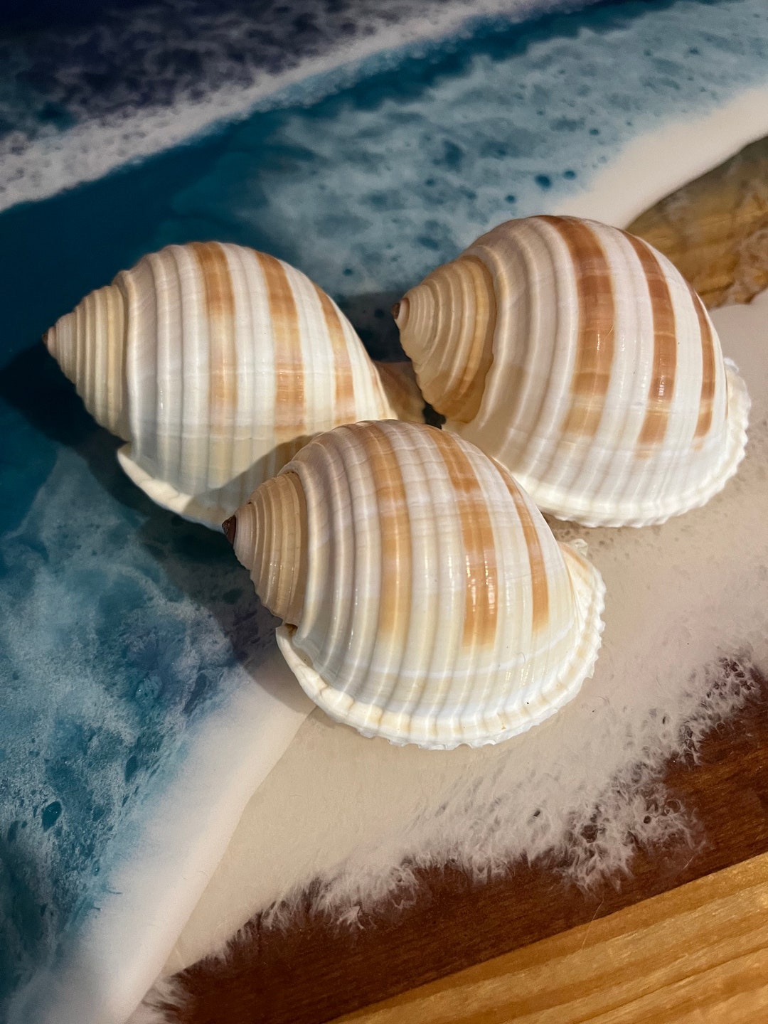 Tessellated Tun Shell - Etsy