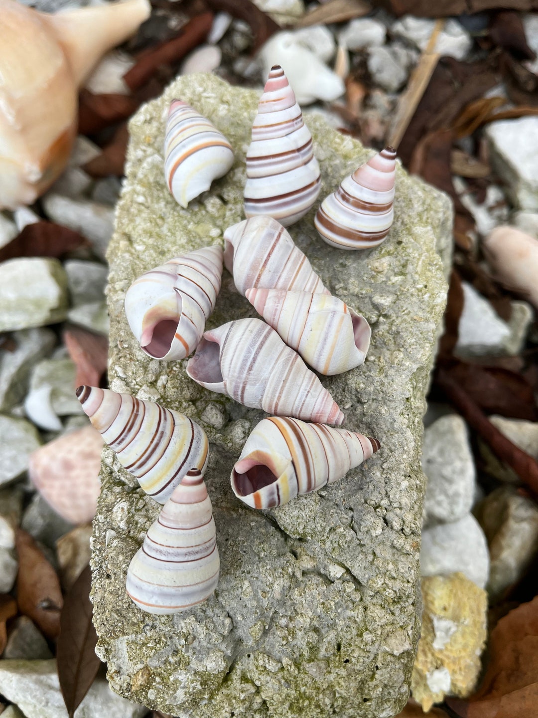 Tree Snail Shell - Etsy