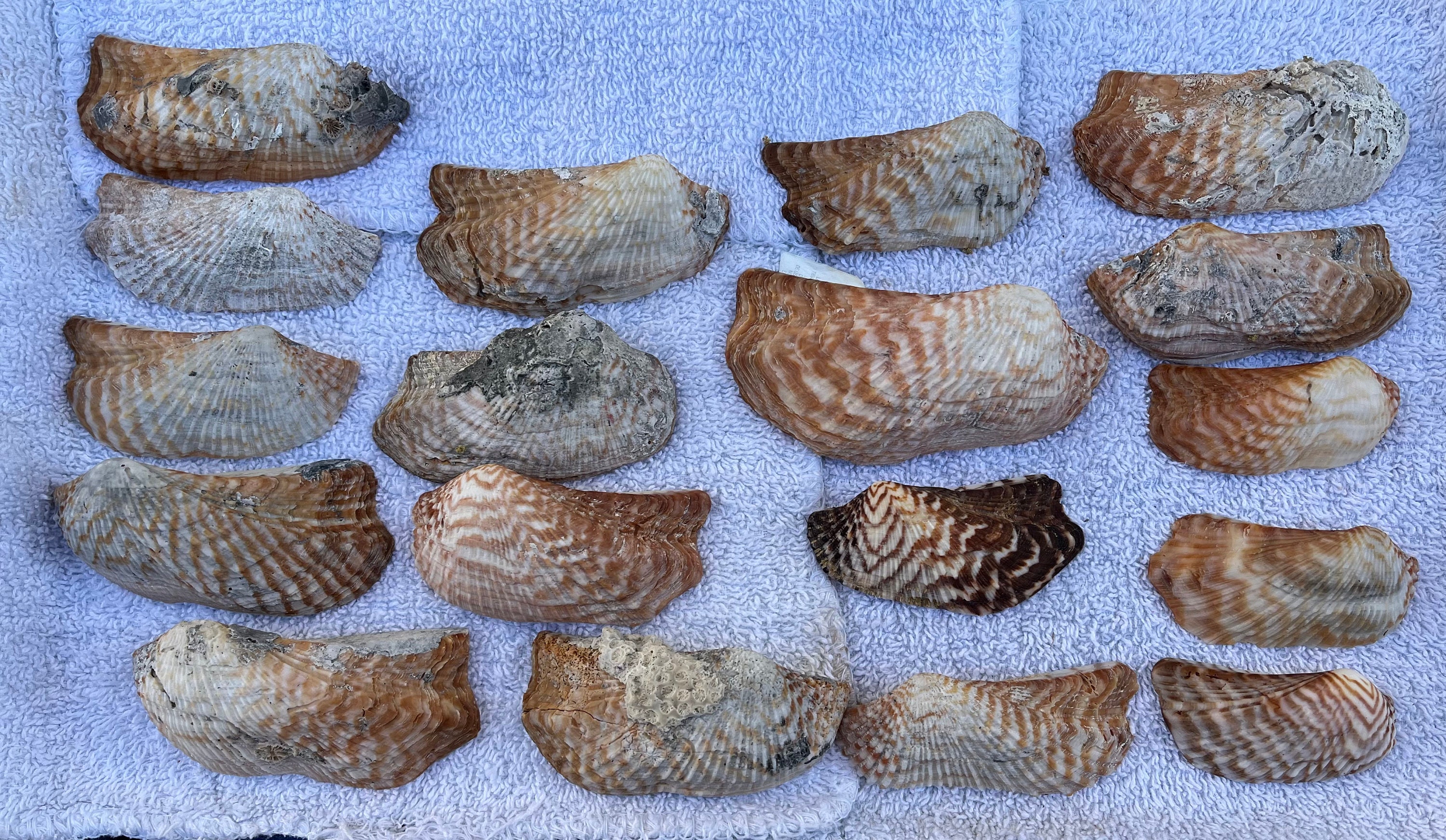 Turkey Wing Shell - Etsy