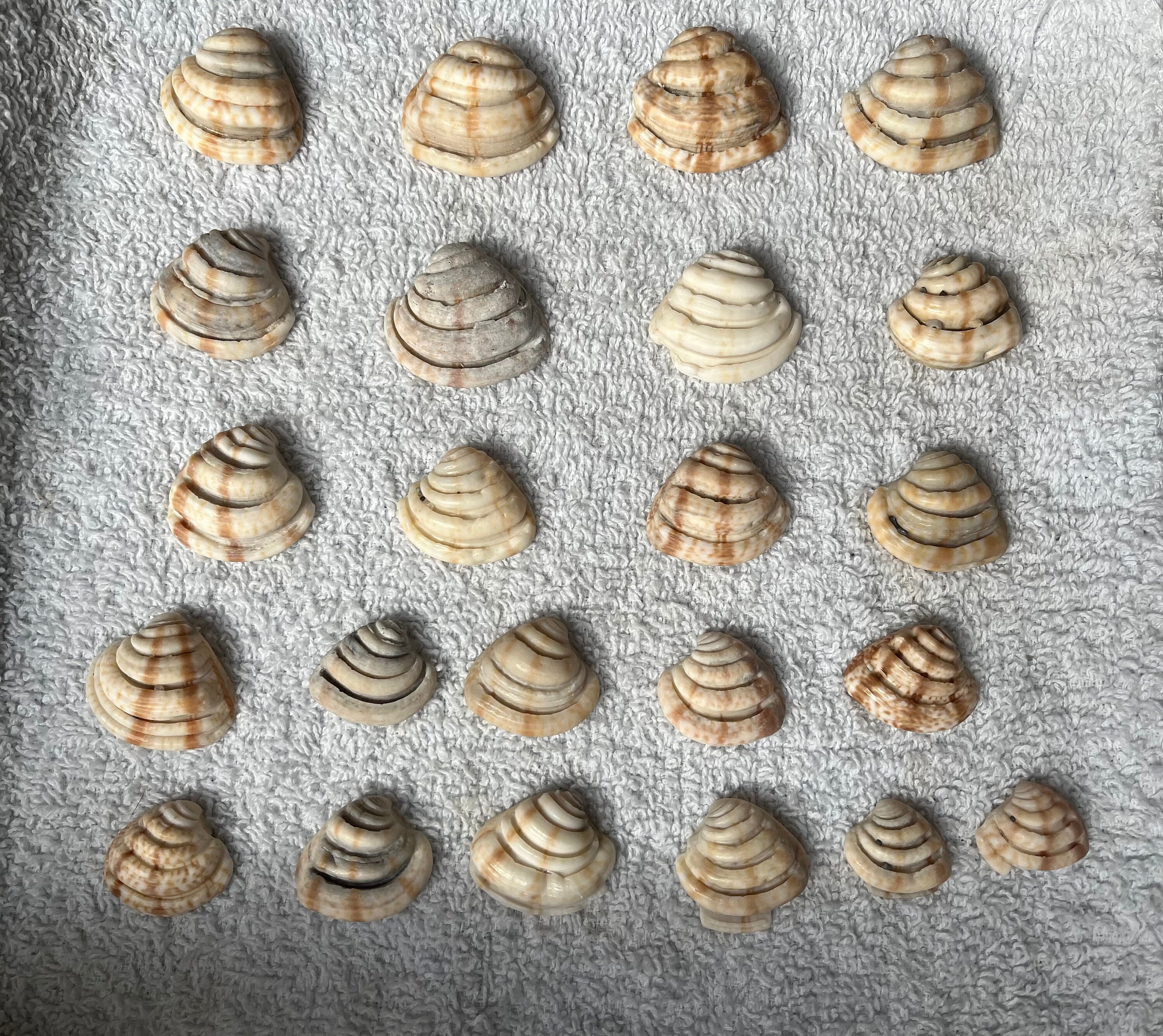 Various Seashells - Etsy