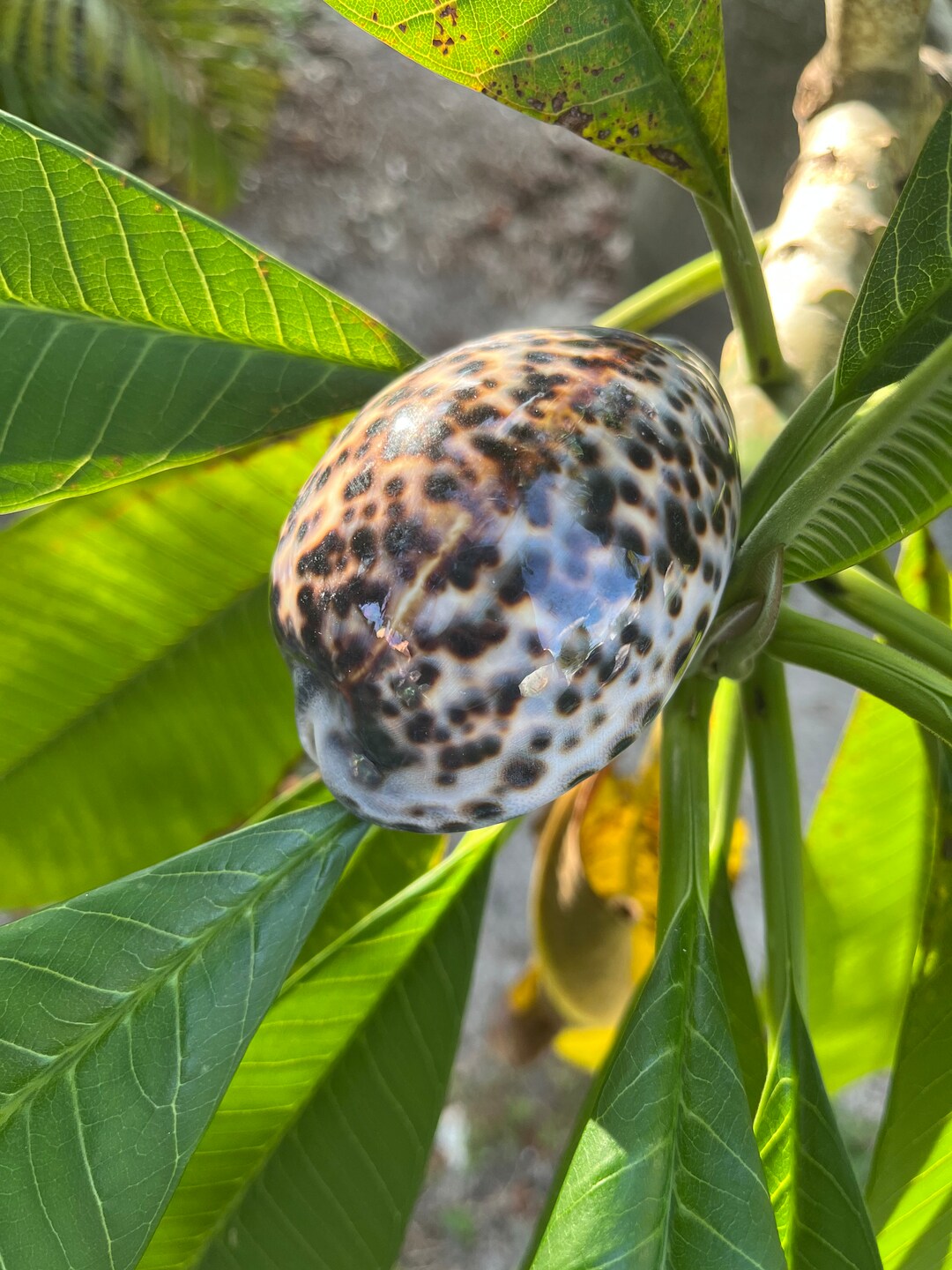 Large Tiger Cowrie Shell - Etsy