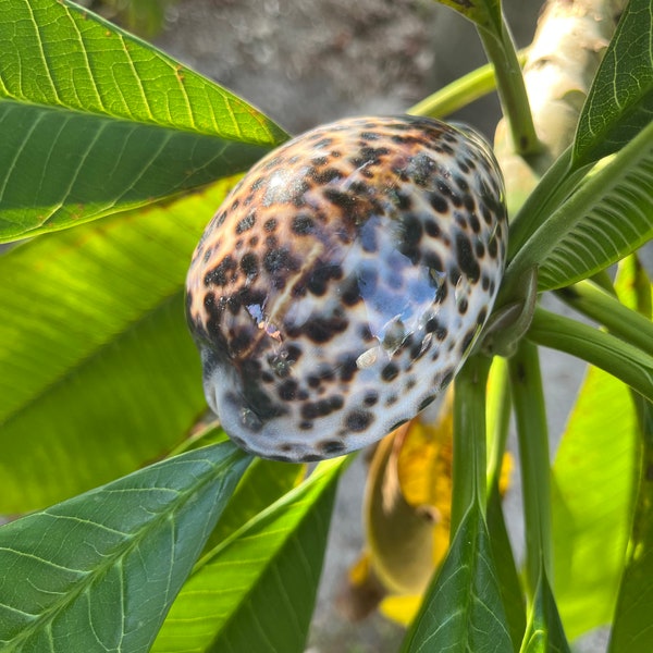 Tiger Cowrie - Etsy