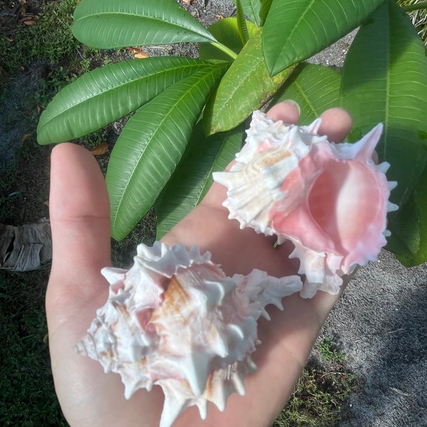 Murex Shell - Etsy
