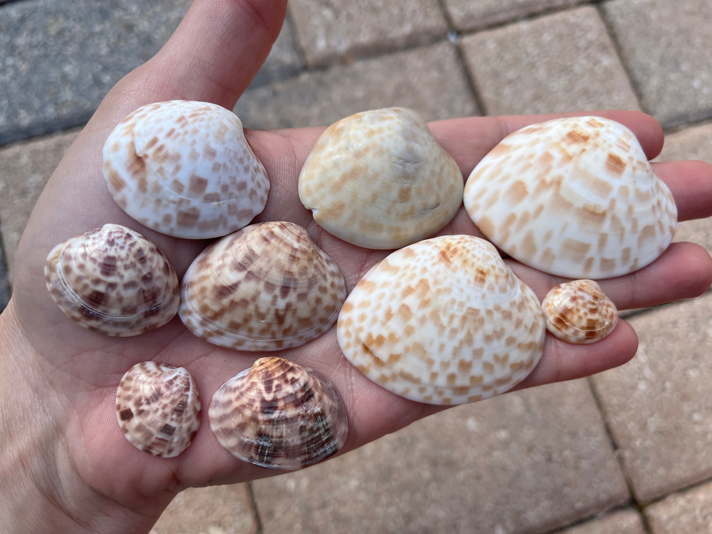 Various Seashells - Etsy