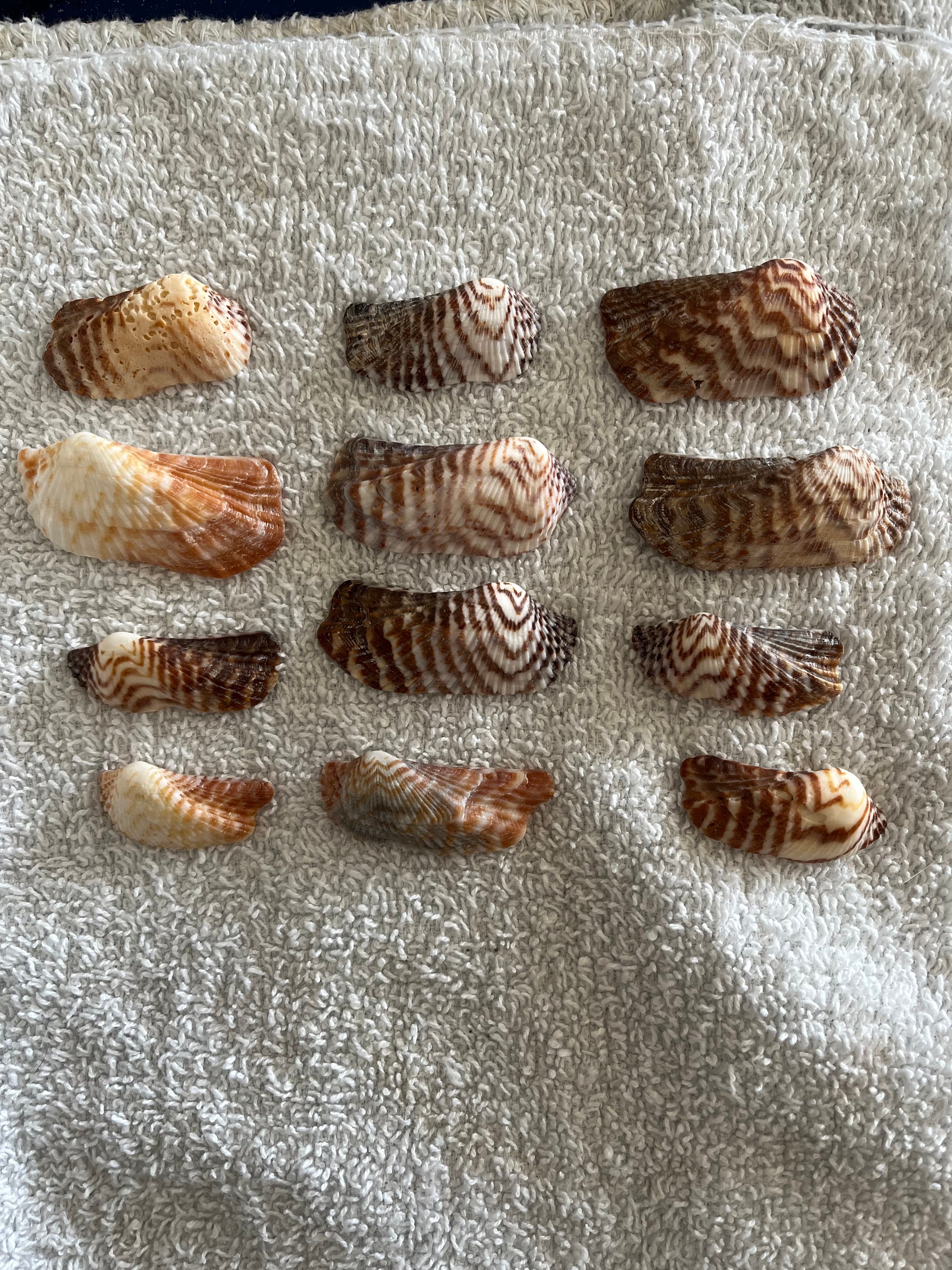 Turkey Wing Shell - Etsy