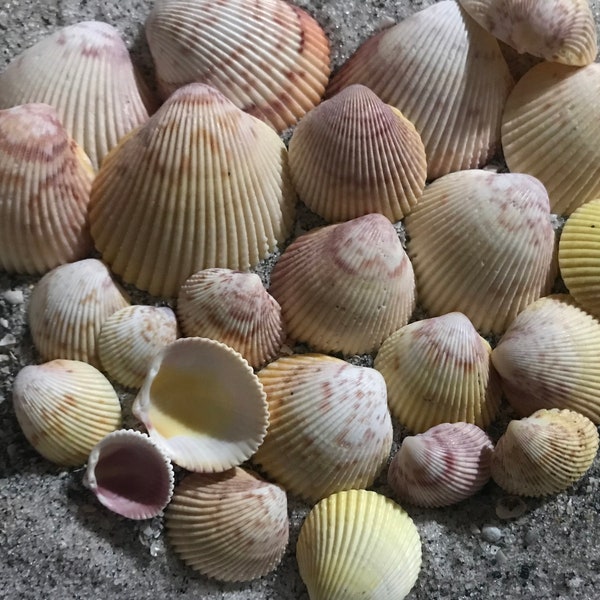 Yellow Cockle Shell - Etsy