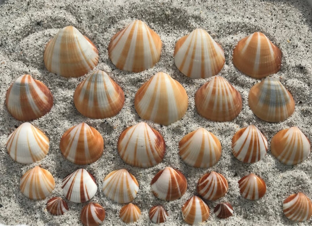 Bittersweet Clam - Etsy