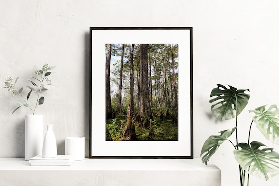 Louisiana Swamp Wall Art Louisiana Swamp Print Louisiana - Etsy