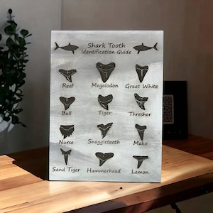 Shark Tooth Identification Guide (medium). Shark Teeth Guide. Shark ...