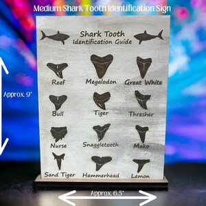 Shark Tooth Identification Guide (medium). Shark Teeth Guide. Shark ...