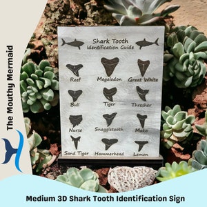 Shark Tooth Identification Guide (medium). Shark Teeth Guide. Shark ...