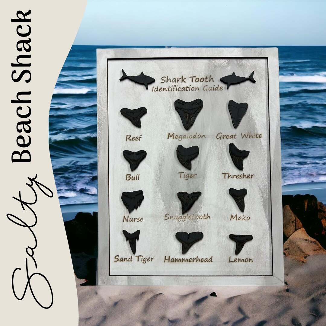 Shark Tooth Identification Guide (large). Shark Tooth Wall Hanging ...