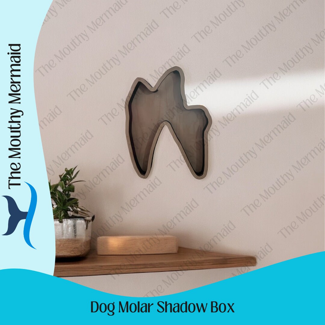 Dog Molar Shadow Box, on Stand or Wall Hanging. Perfect for Veterinary ...