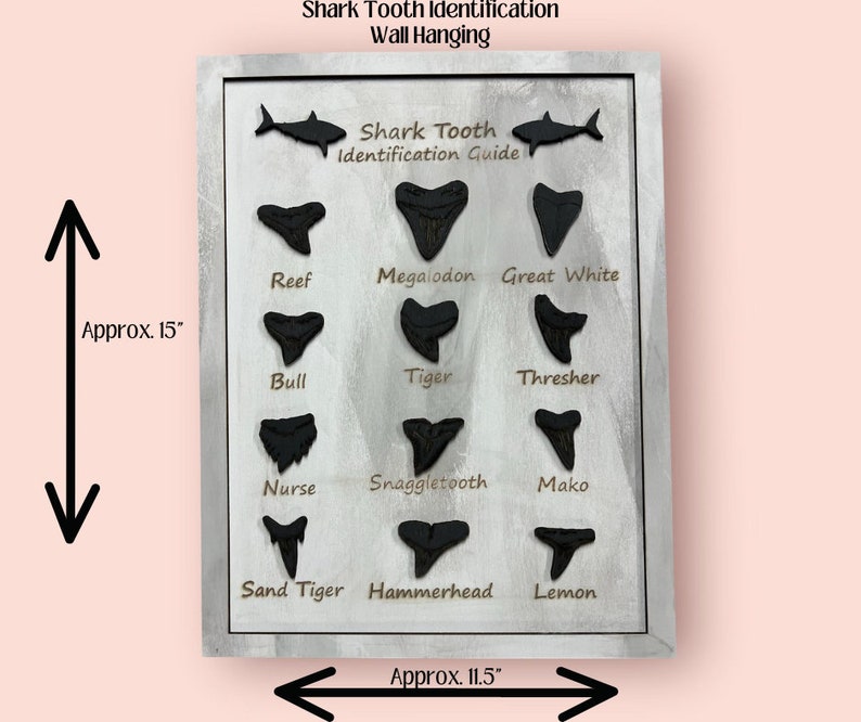 Shark Tooth Identification Guide (large). Shark Tooth Wall Hanging ...