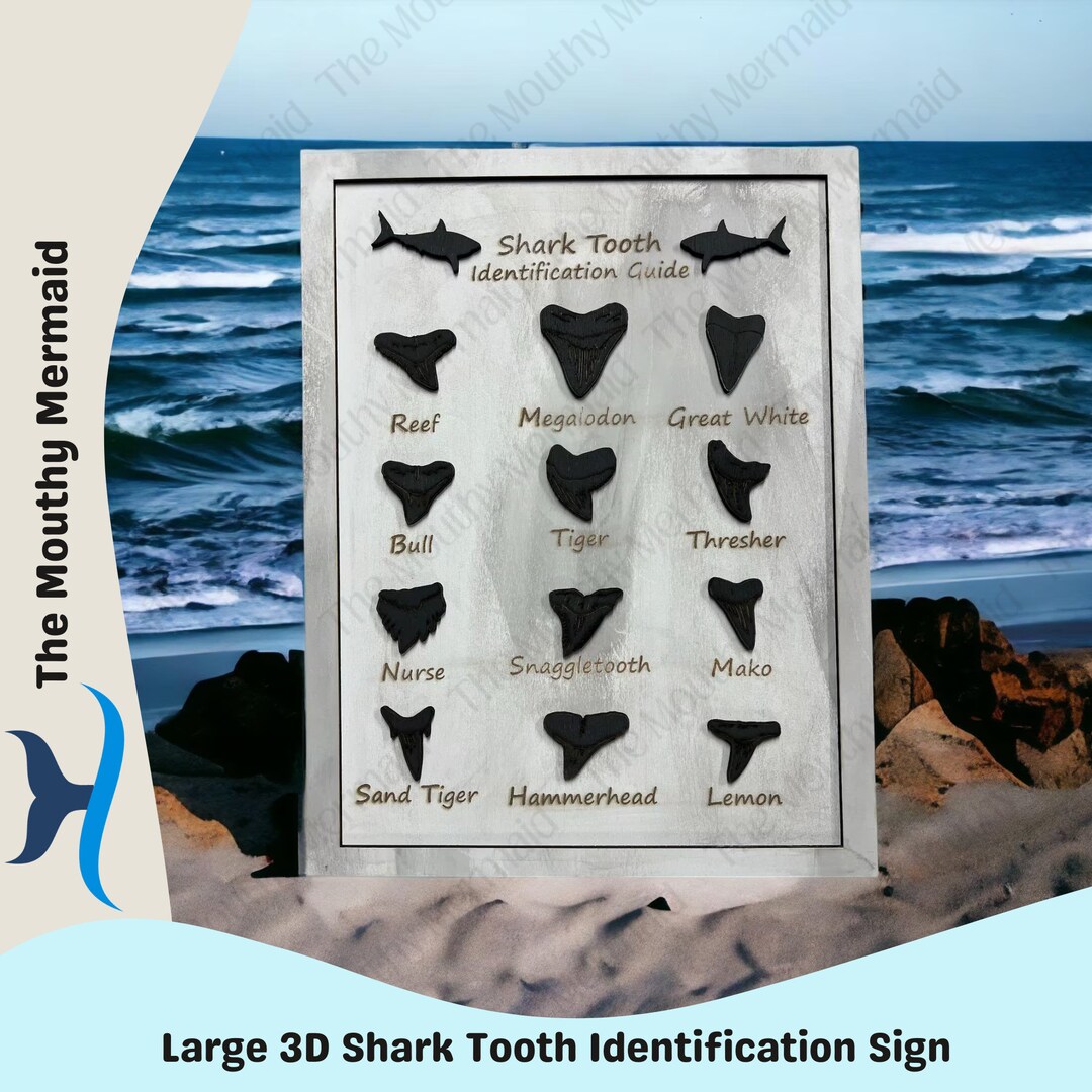 Shark Tooth Identification Guide (large). Shark Tooth Wall Hanging ...