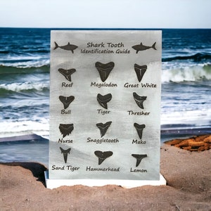 Shark Tooth Identification Guide (medium). Shark Teeth Guide. Shark ...