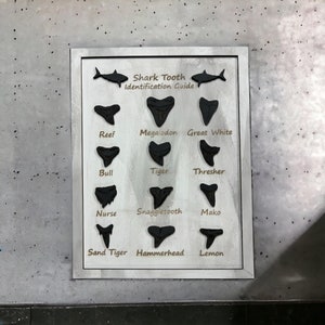 Shark Tooth Identification Guide (large). Shark Tooth Wall Hanging ...