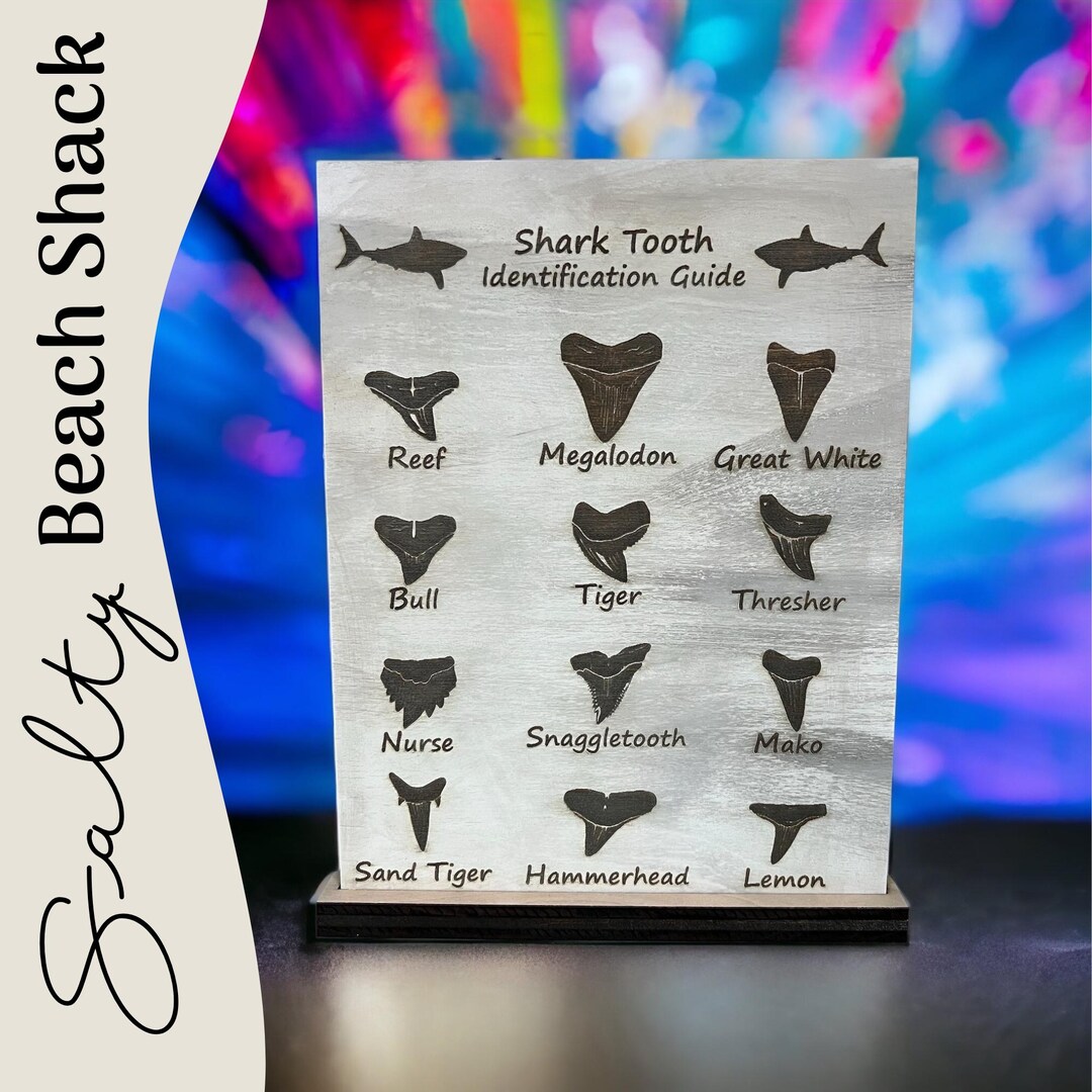 Shark Tooth Identification Guide (medium). Shark Teeth Guide. Shark ...