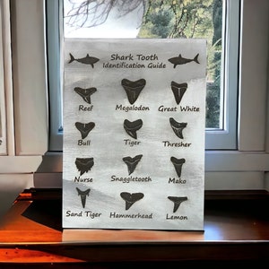 Shark Tooth Identification Guide (medium). Shark Teeth Guide. Shark ...