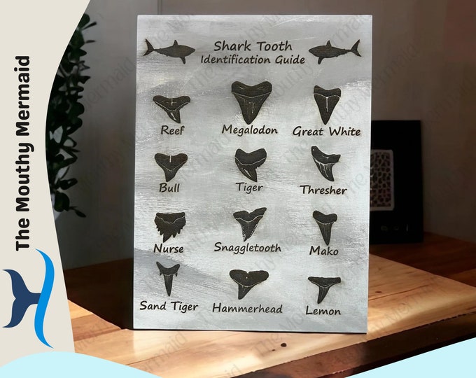 Shark Tooth Identification Guide (medium). Shark Teeth Guide. Shark ...