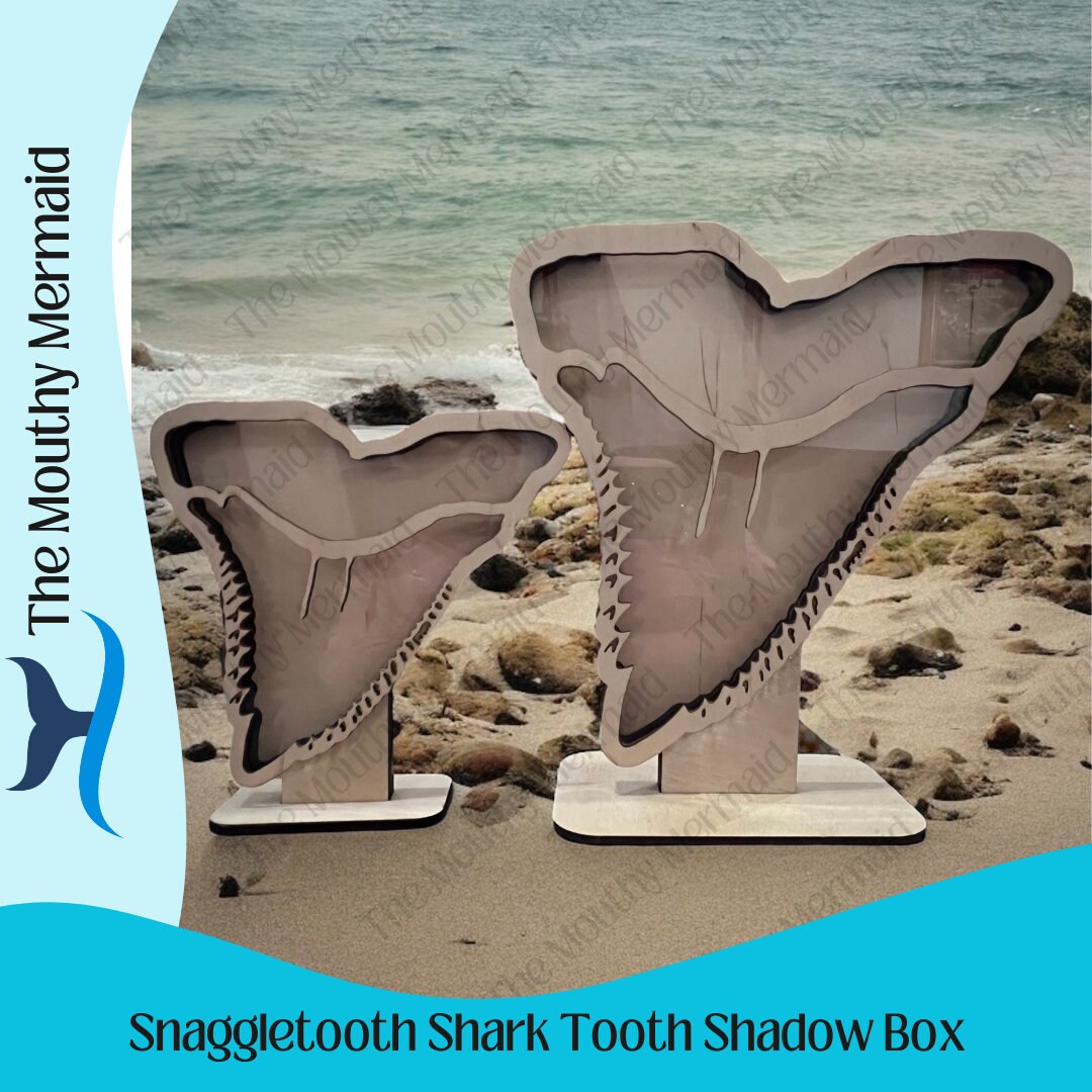 Snaggletooth Shark Tooth Shadow Box for Shark Teeth, Small Seashells ...