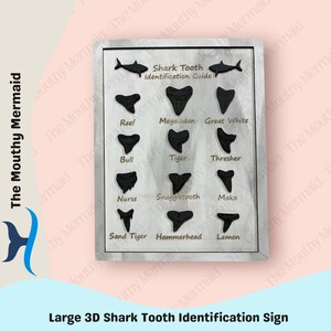 Shark Tooth Identification Guide (large). Shark Tooth Wall Hanging ...