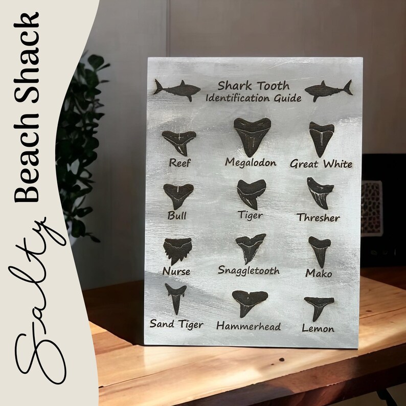 Shark Tooth Identification Guide (medium). Shark Teeth Guide. Shark ...