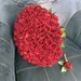Red Rose Bridal Bouquet, Rose Bridal Bouquet, Rustic Boho Flower ...