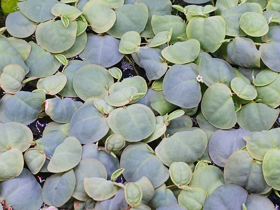 Red Root Floaters - Etsy