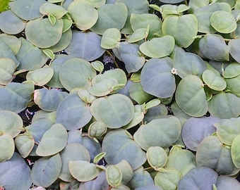 Red Root Floaters Phyllanthus Fluitans 4oz - Etsy