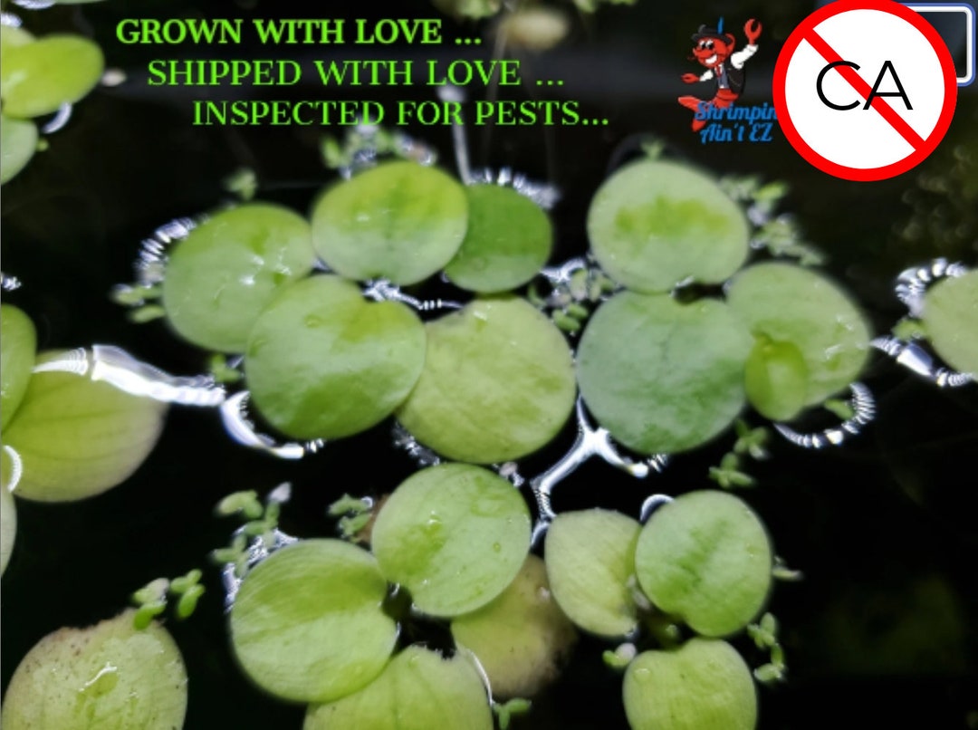 Frogbit - Etsy
