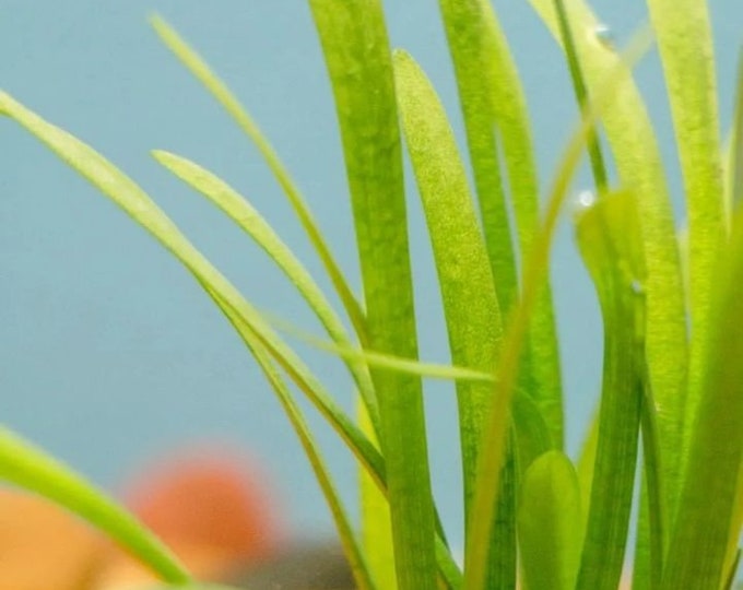 15x Dwarf Sagittaria Subulata Dwarf Sag Live Aquarium Plants Aquatic ...