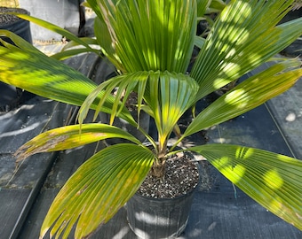 Pritchardia Pacifica, Fiji Fan Palm 10 Seeds - Etsy