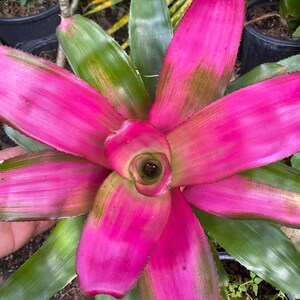 Hot Pink Bromeliad - Etsy