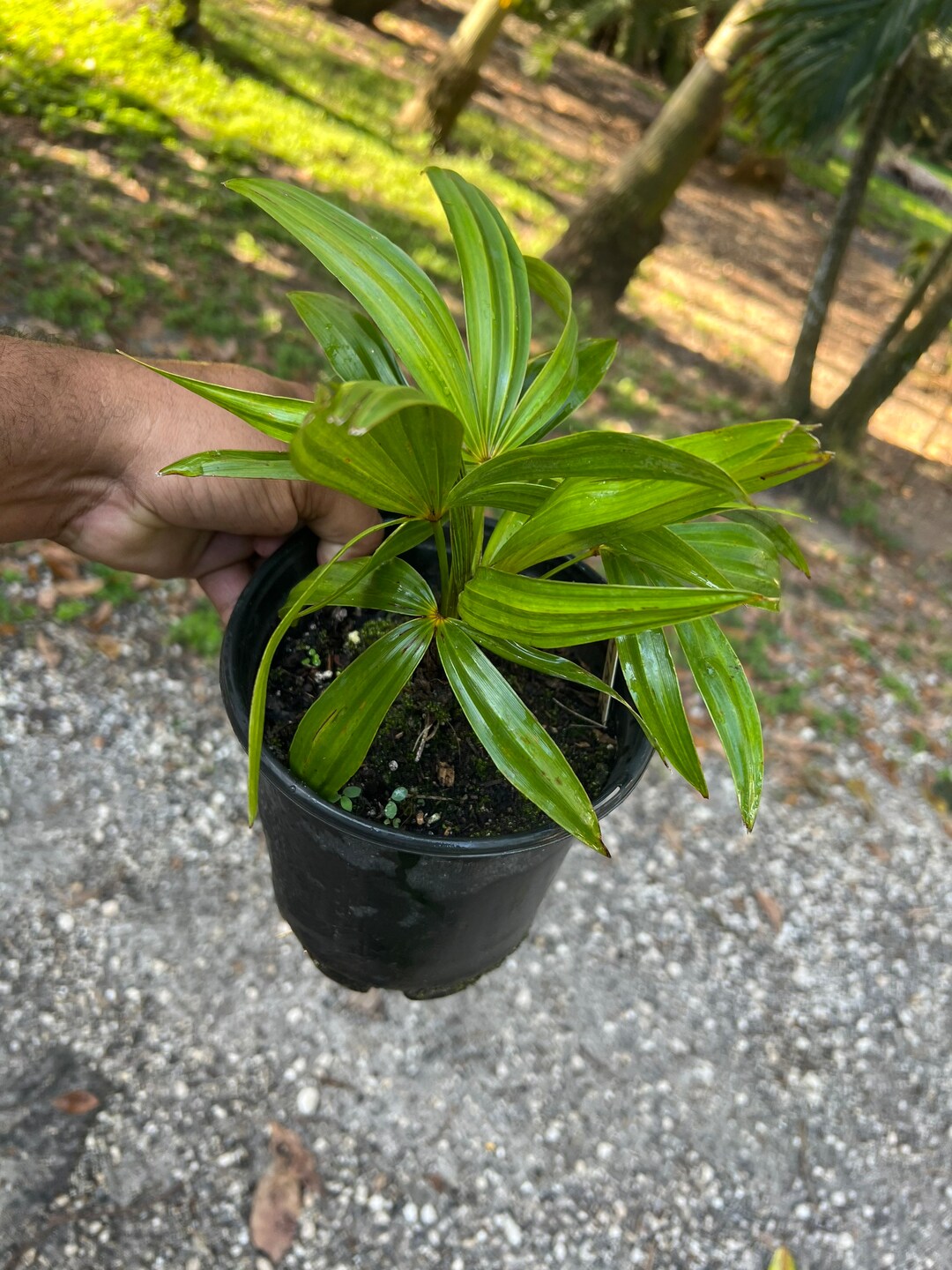 Zombie Palm (zombia Antillarum) - Etsy