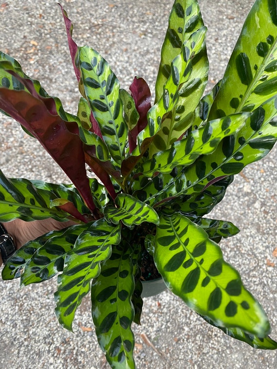 Rattlesnake Calathea goeppertia Insignis XL - Etsy