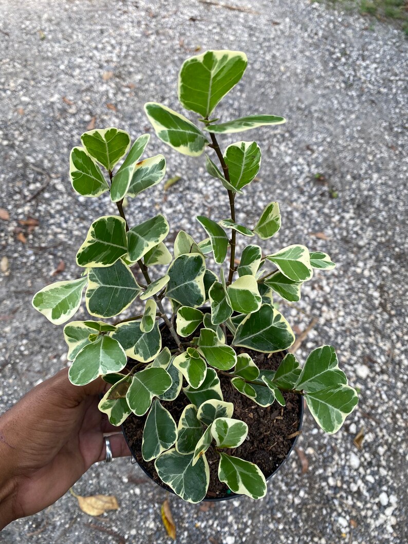 Variegated Triangle Ficus - Etsy