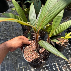 Thief Palm / Phoenicophorium Borsigianum (rare) - Etsy